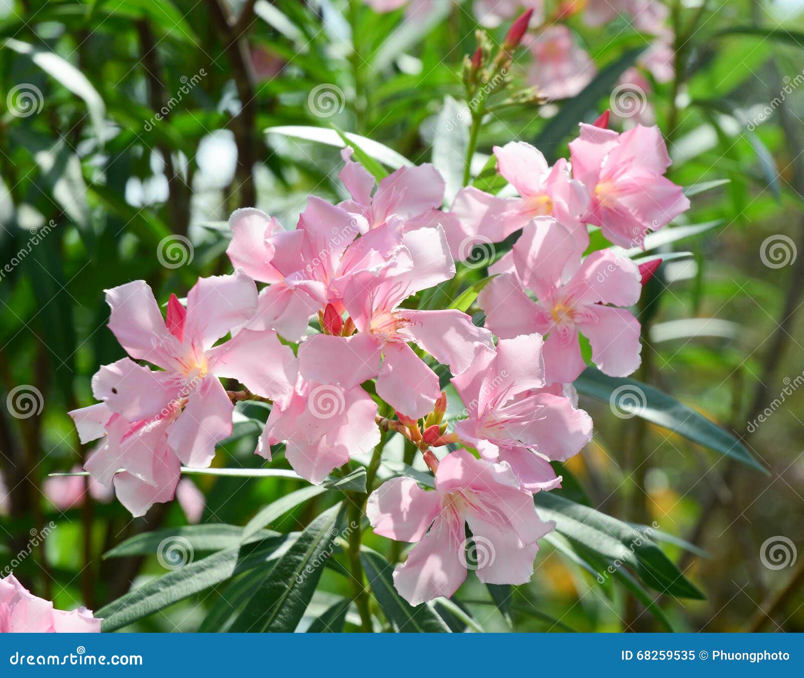 Nerium Oleander Tree and Flowers Stock Image - Image of tree, green ...