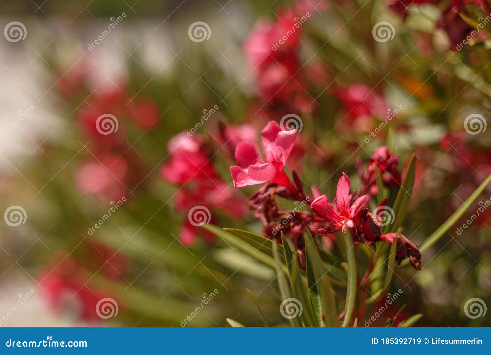 Nature Nerium Oleander ` Kaneru ` Flower Of Sri Lanka Royalty-Free ...