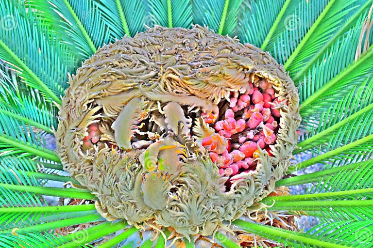 Nerja, the Heart of Palm Tree. Stock Photo - Image of andalusia ...