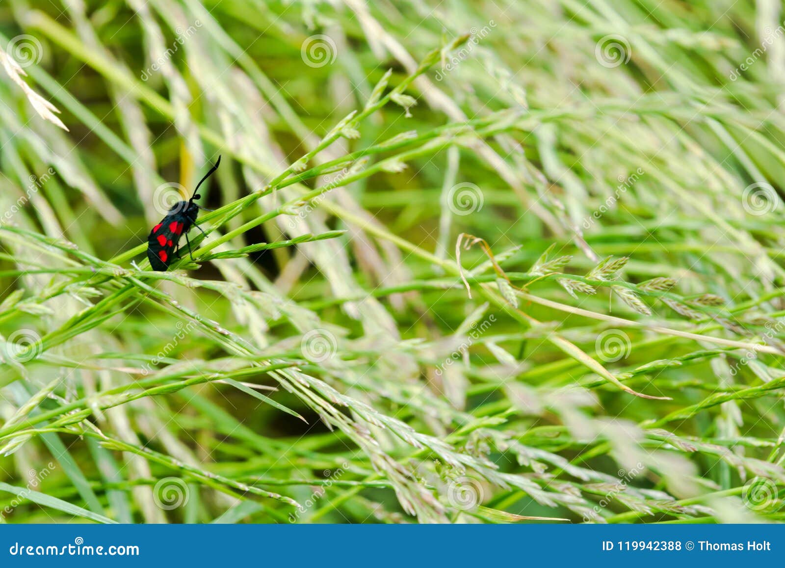 Nero E Rosso Ha Macchiato L'insetto Con L'antenna Lunga Fotografia ...