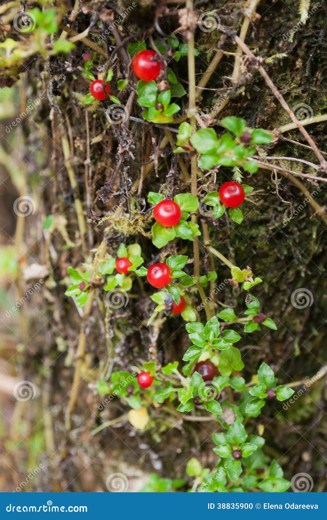 Nertera Granadensis on the Tree Stock Photo - Image of highland ...
