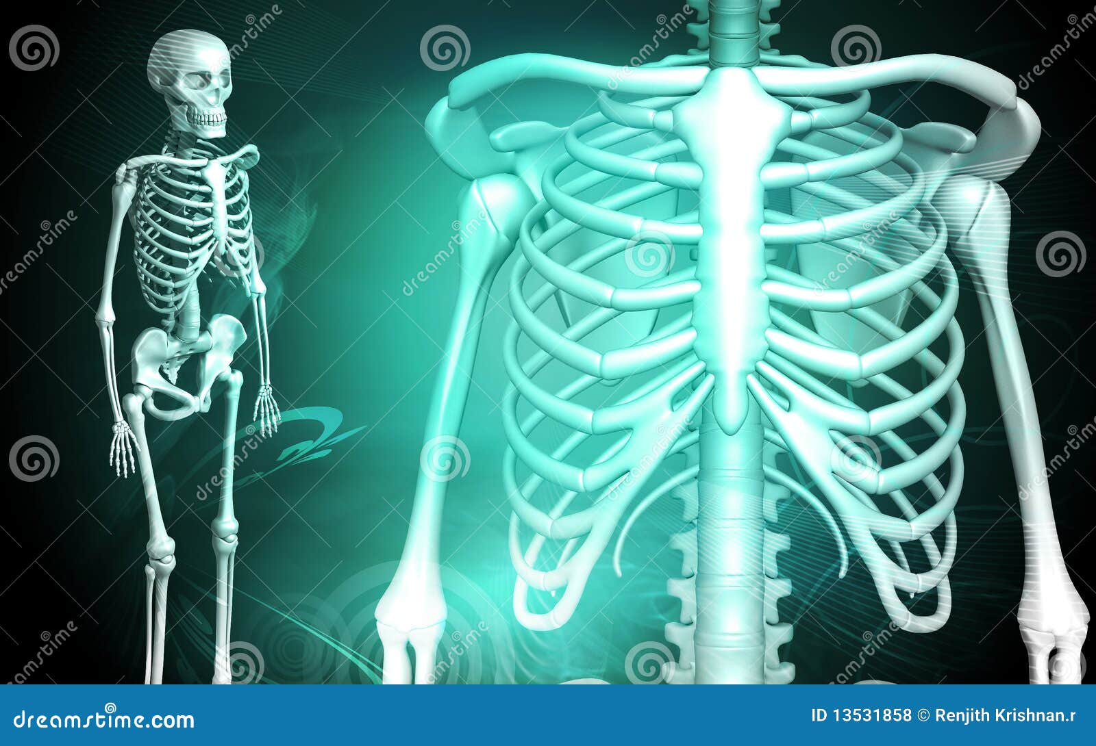 Nervatura Di Scheletro Ed Umana Illustrazione di Stock - Illustrazione di nero, formazione: 13531858