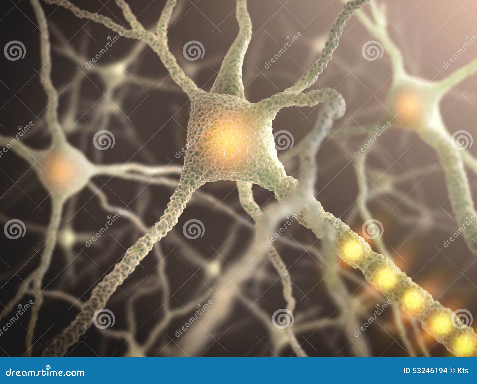 Nerve Cell stock photo. Image of intelligence, biological - 53246194