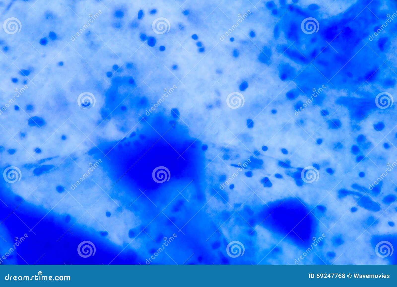 Nerve Cell Under the Microscope - Abstract Blue Dots on White Ba Stock ...