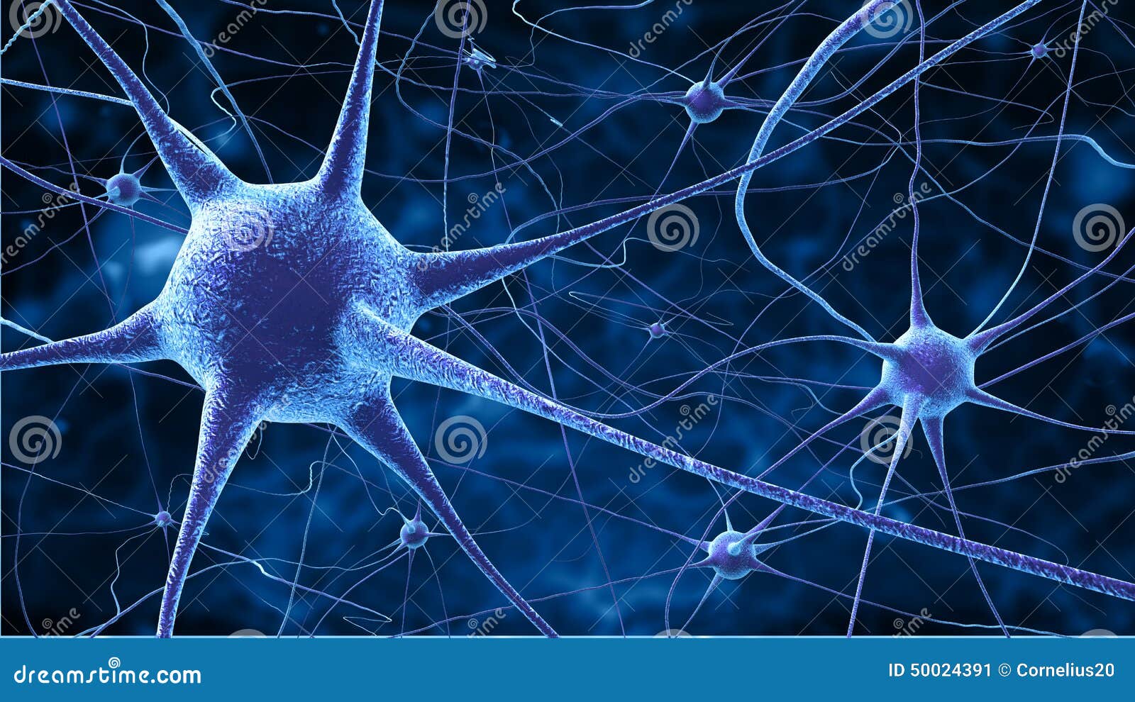 Nerve cells stock illustration. Illustration of neurology - 50024391