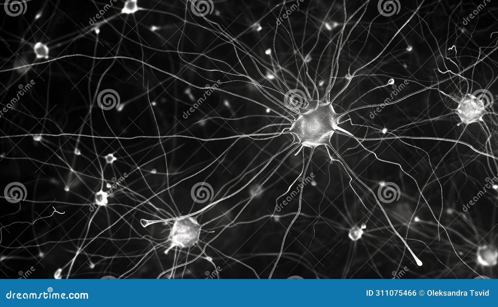 Nerve Cells of the Nervous System Ganglia, Active Neurone Stock Photo ...