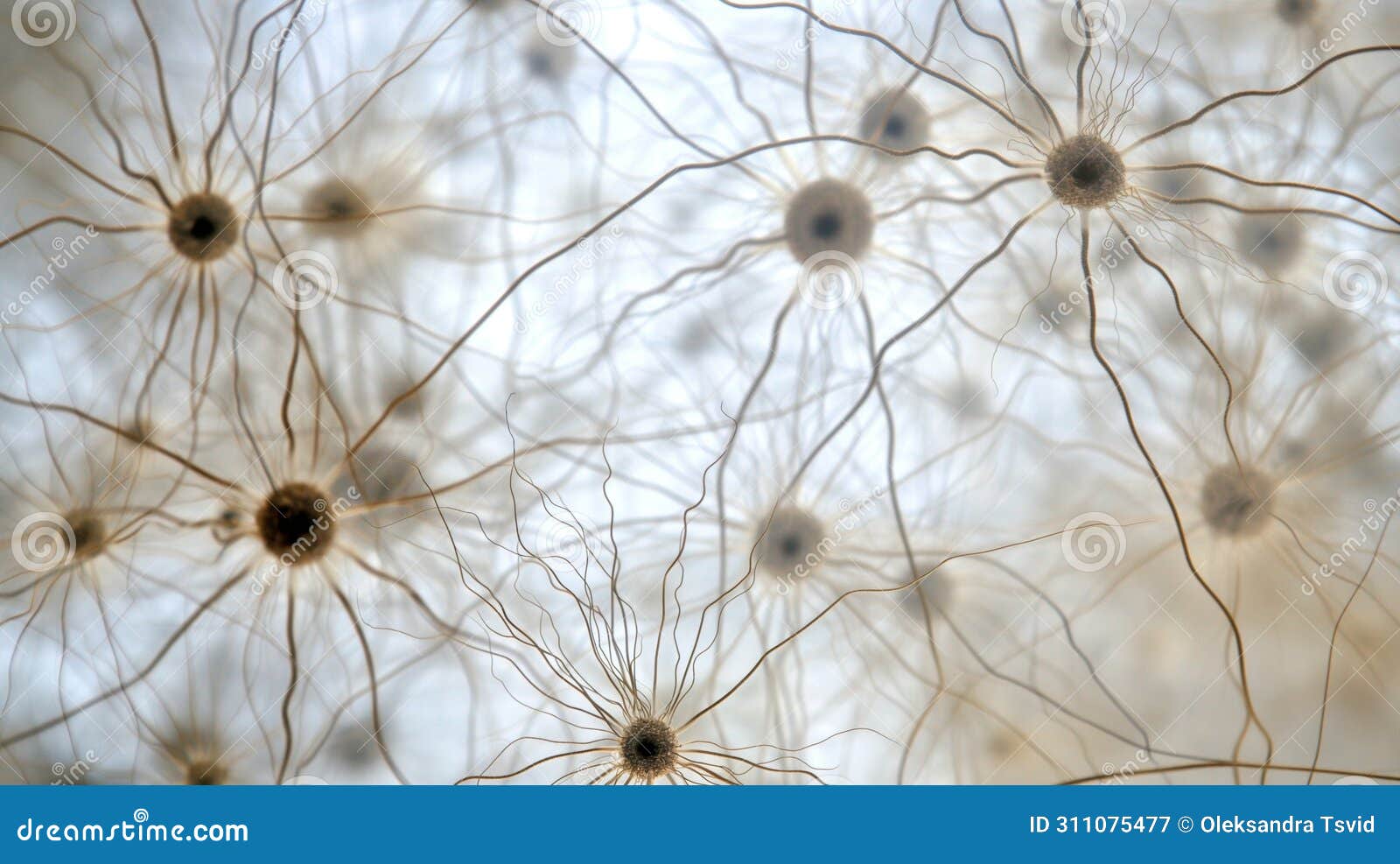 Nerve Cells of the Nervous System Ganglia, Active Neurone Stock Image ...