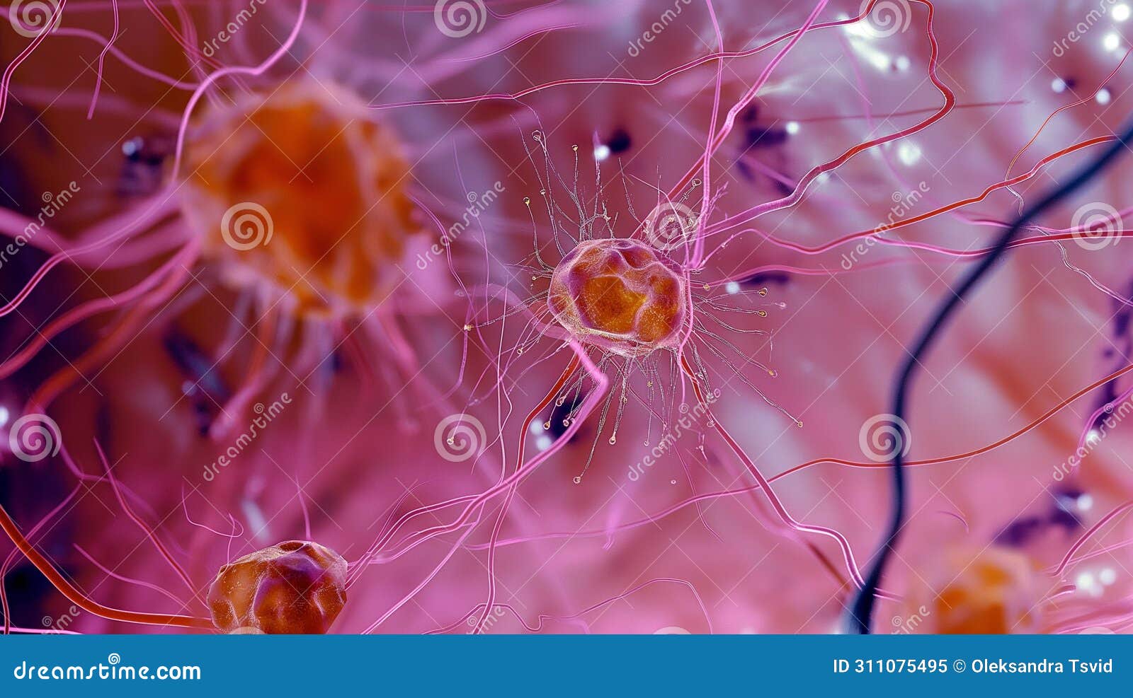 Nerve Cells of the Nervous System Ganglia, Active Neurone Stock Image ...