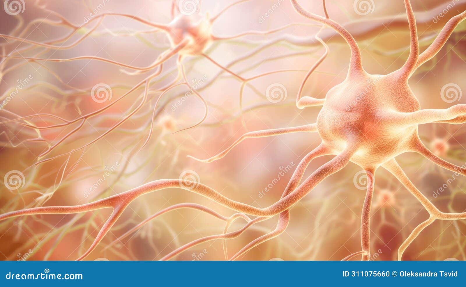 Nerve Cells of the Nervous System Ganglia, Active Neurone Stock Photo ...