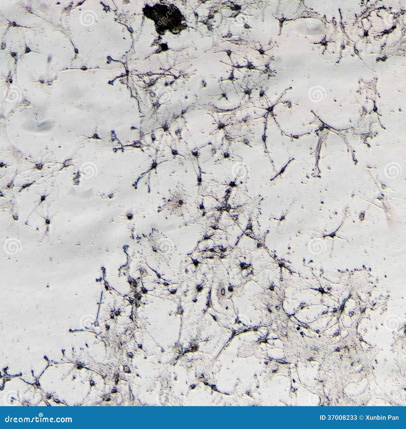 Nerve cells of rat brain stock image. Image of anatomical - 37008233