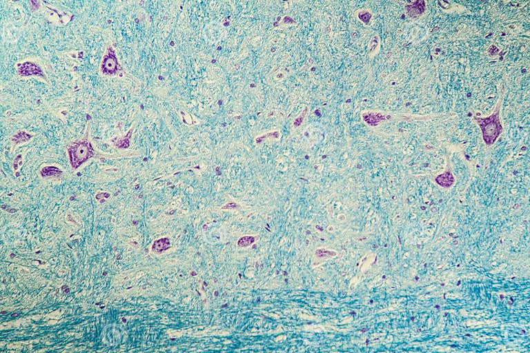 Nerve Cells Under the Microscope Stock Image - Image of tiny, histology ...