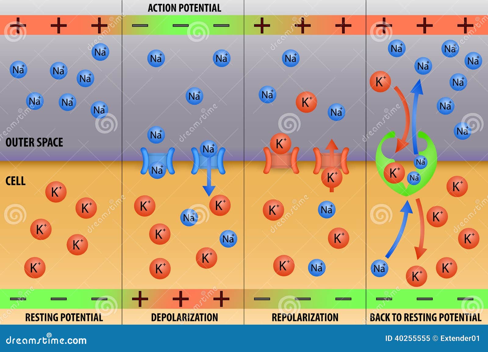 Nerve Impulse Action Potential of Neuron Stock Vector - Illustration of ... Nerve Impulse Action Potential of Neuron Stock Vector - Illustration of ...