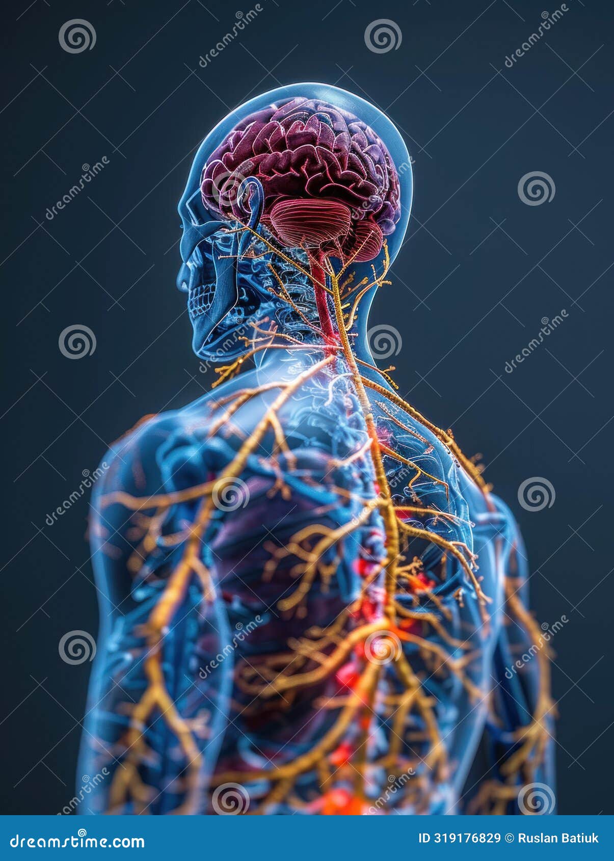 Nerve Network: Nervous System - Unraveling the Intricate Web of Neurons ...