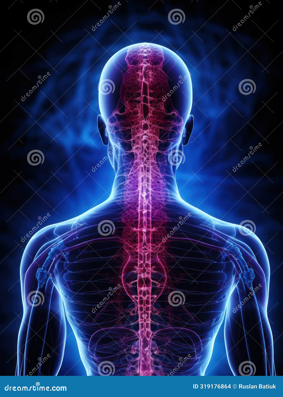 Nerve Network: Nervous System - Unraveling the Intricate Web of Neurons ...