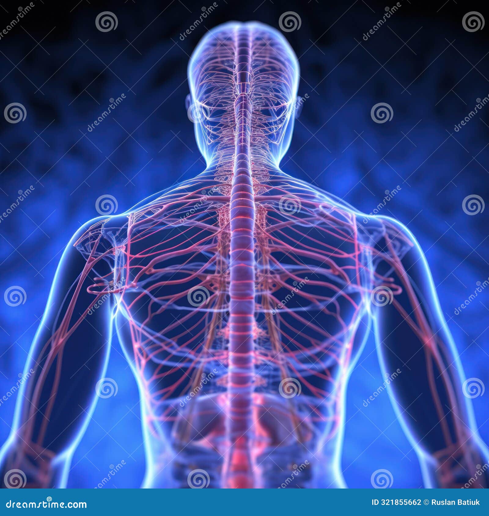 Nerve Network: Nervous System - Unraveling the Intricate Web of Neurons ...