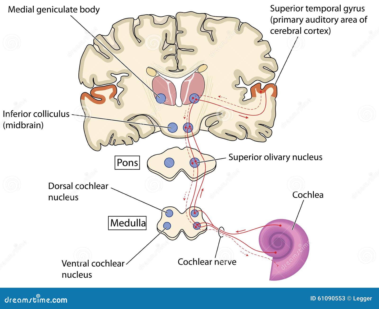Nerve Pathways From The Ear To The Brain Stock Vector - Image: 61090553