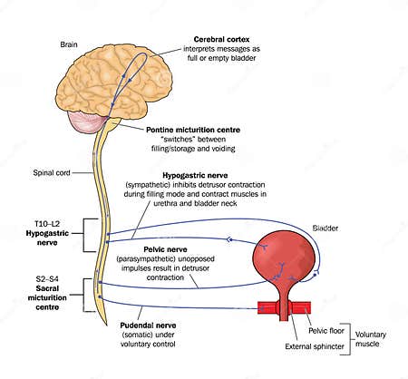 Nerve Pathways To the Bladder Stock Vector - Illustration of anatomy ...