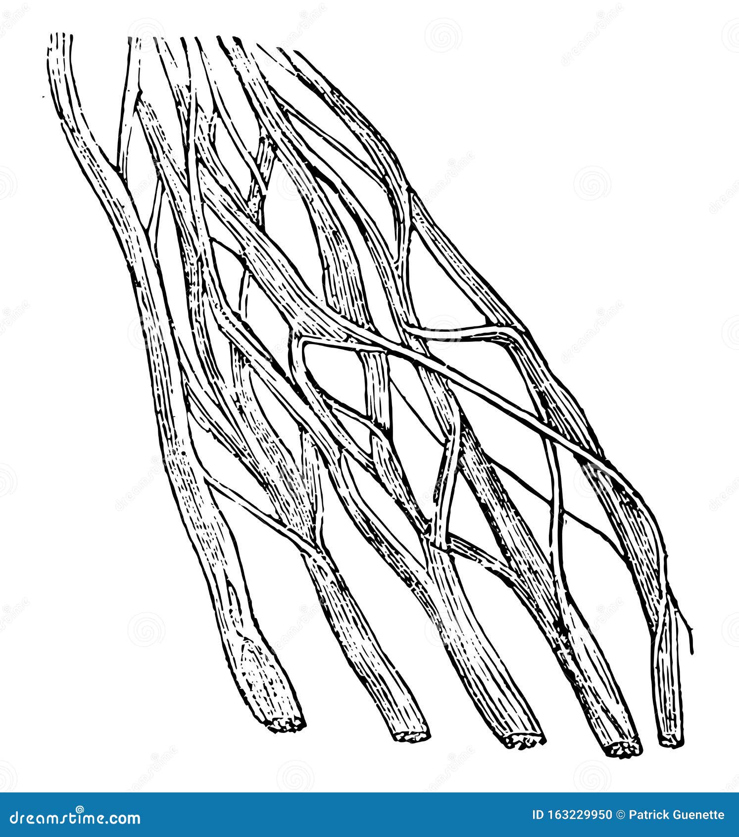 Nerve Portion, Vintage Illustration Stock Vector - Illustration of ...