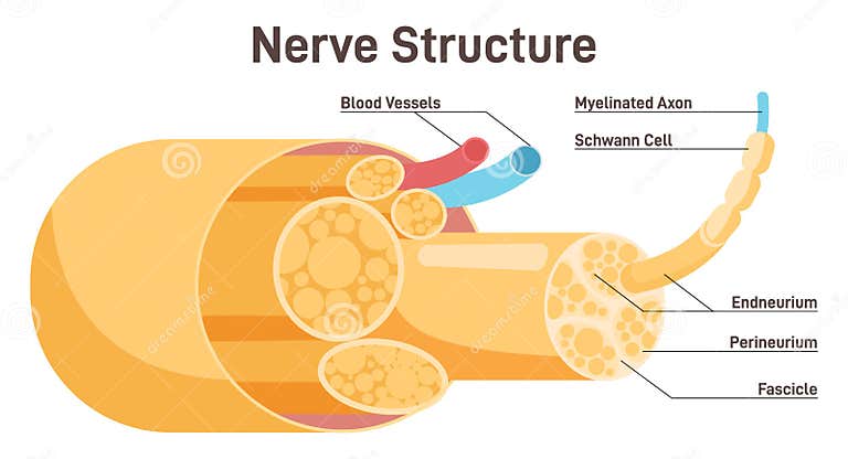 Nerve Structure. Human Nervous System Connective Tissue Stock Vector ...