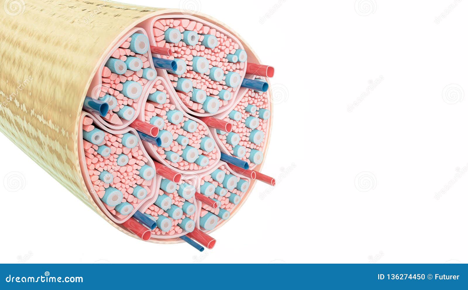 Nerve Structure on Wihite Background- 3D Rendering Stock Illustration ...