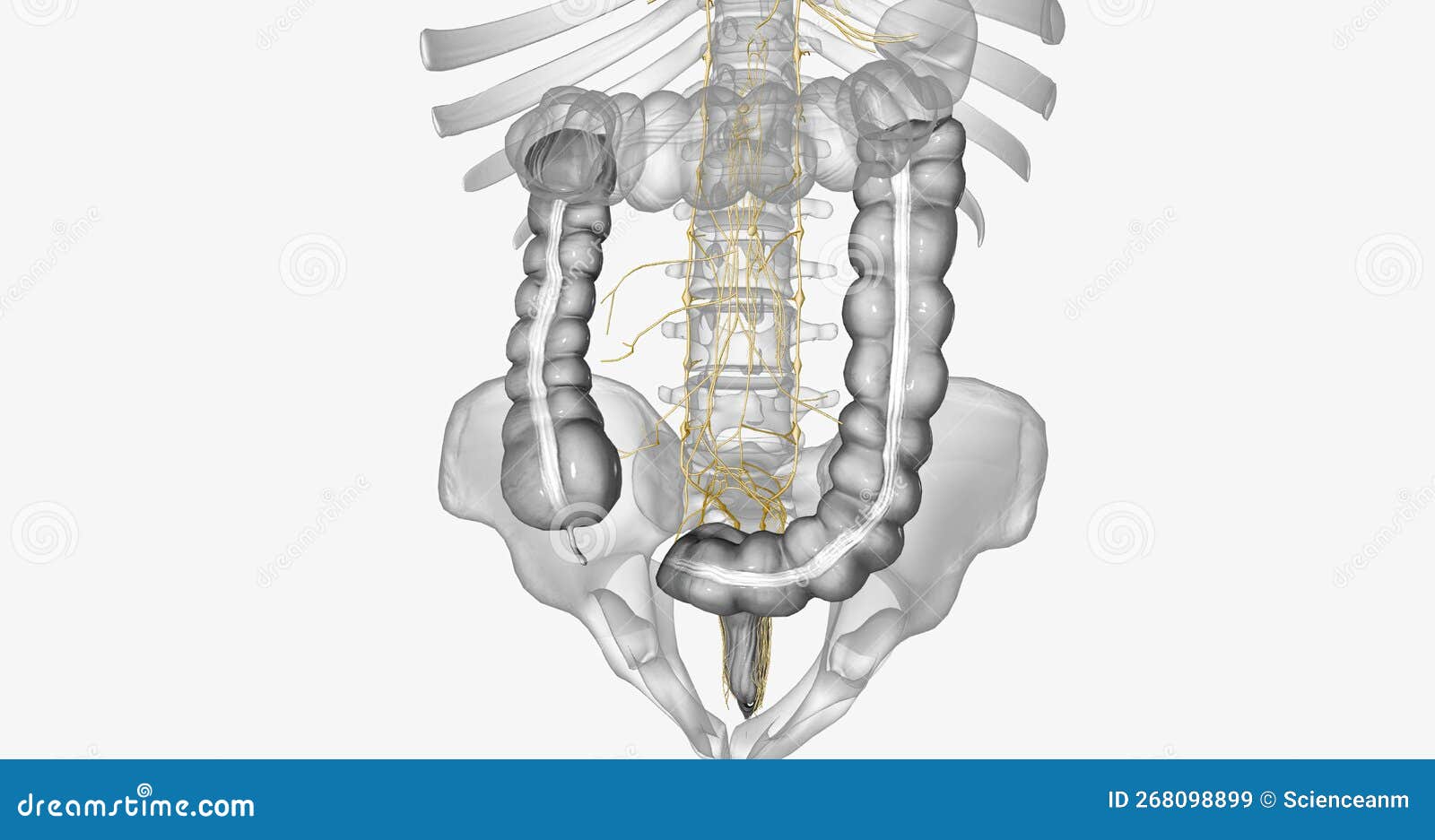 The Nerve Supply of the Colon is Divided into Two Parts, the Parts of ...