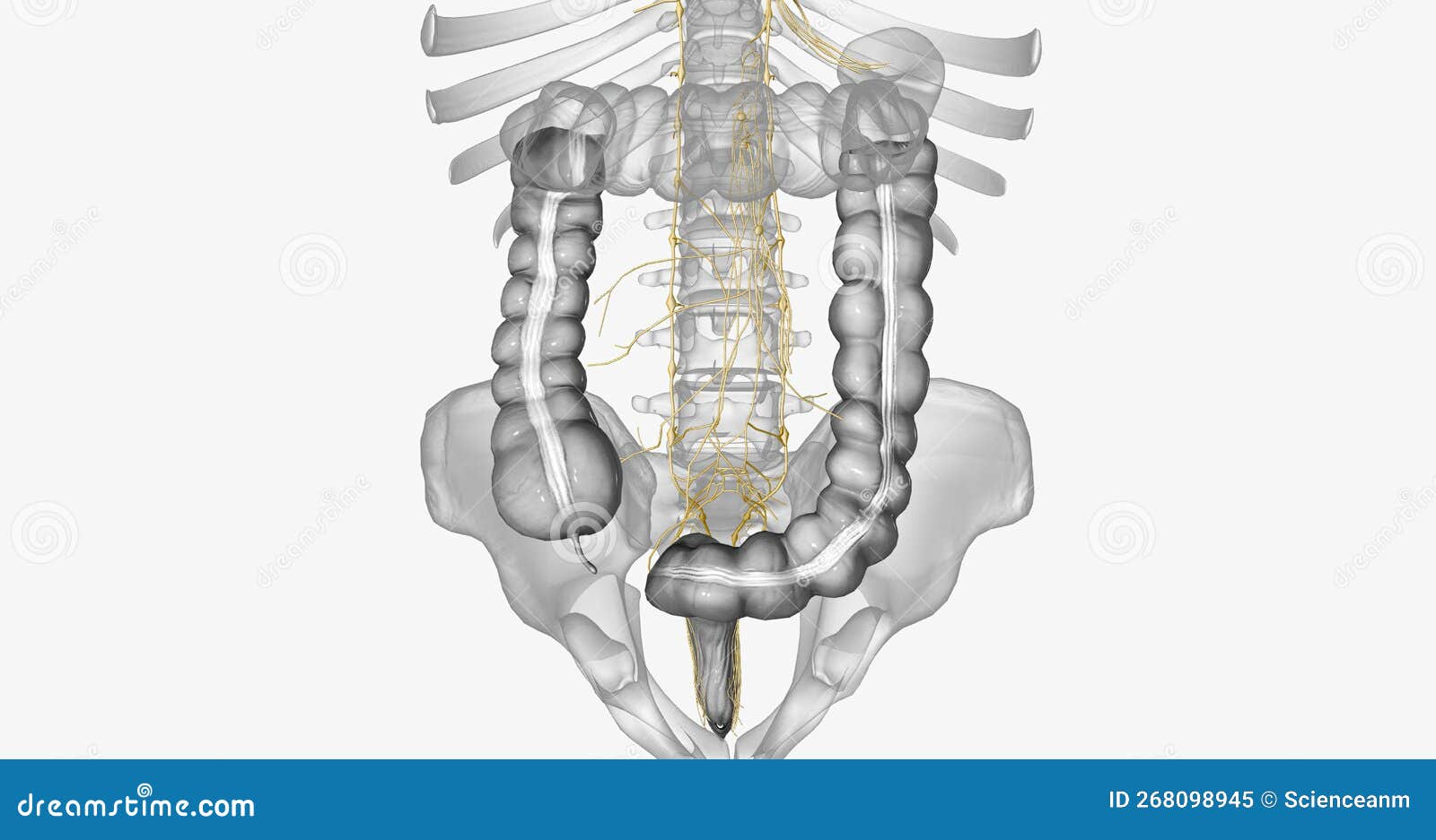 The Nerve Supply of the Colon is Divided into Two Parts, the Parts of ...