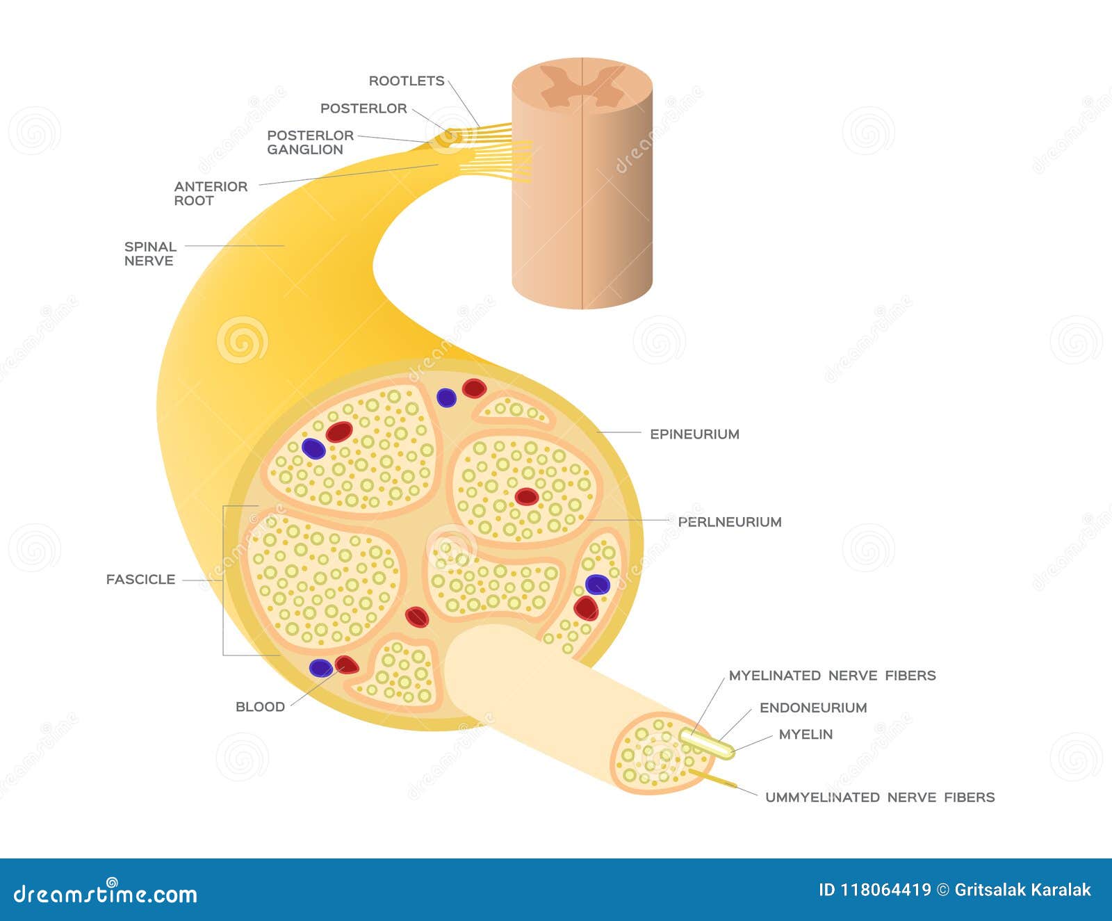 Nerve System Anatomy Cartoon Vector | CartoonDealer.com #118064419