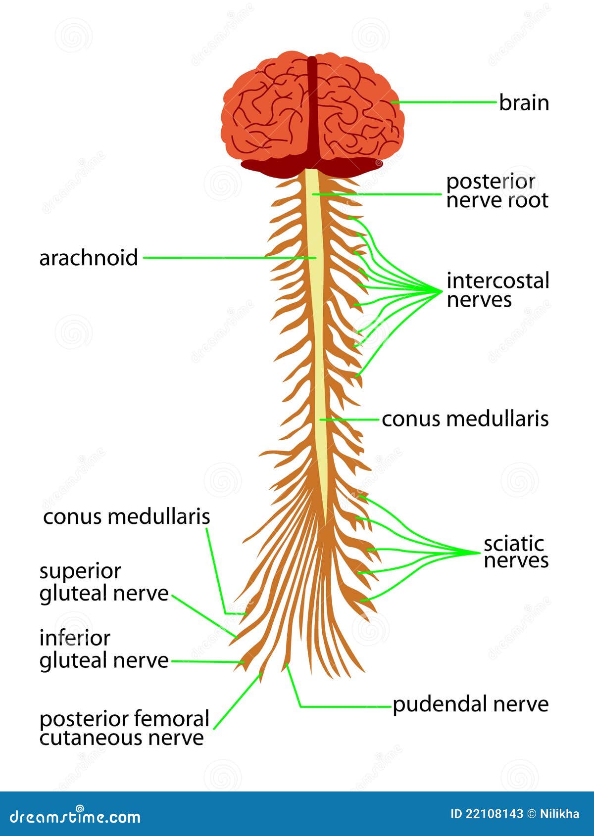 Nerven stock abbildung. Illustration von nervös, wissenschaft - 22108143