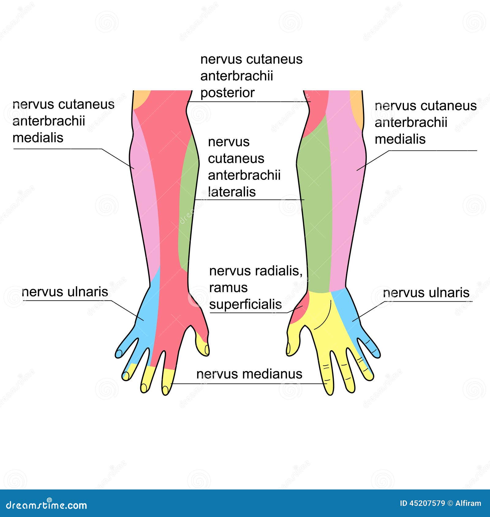 Nerven Der Hand Vektor Abbildung - Bild: 45207579