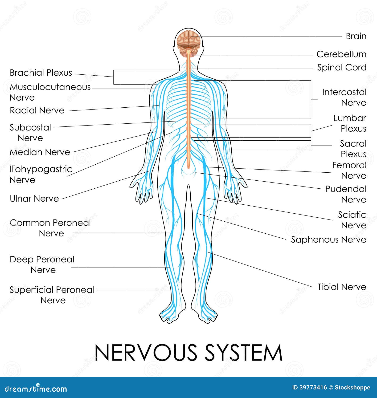 Nervensystem vektor abbildung. Illustration von plexus - 39773416