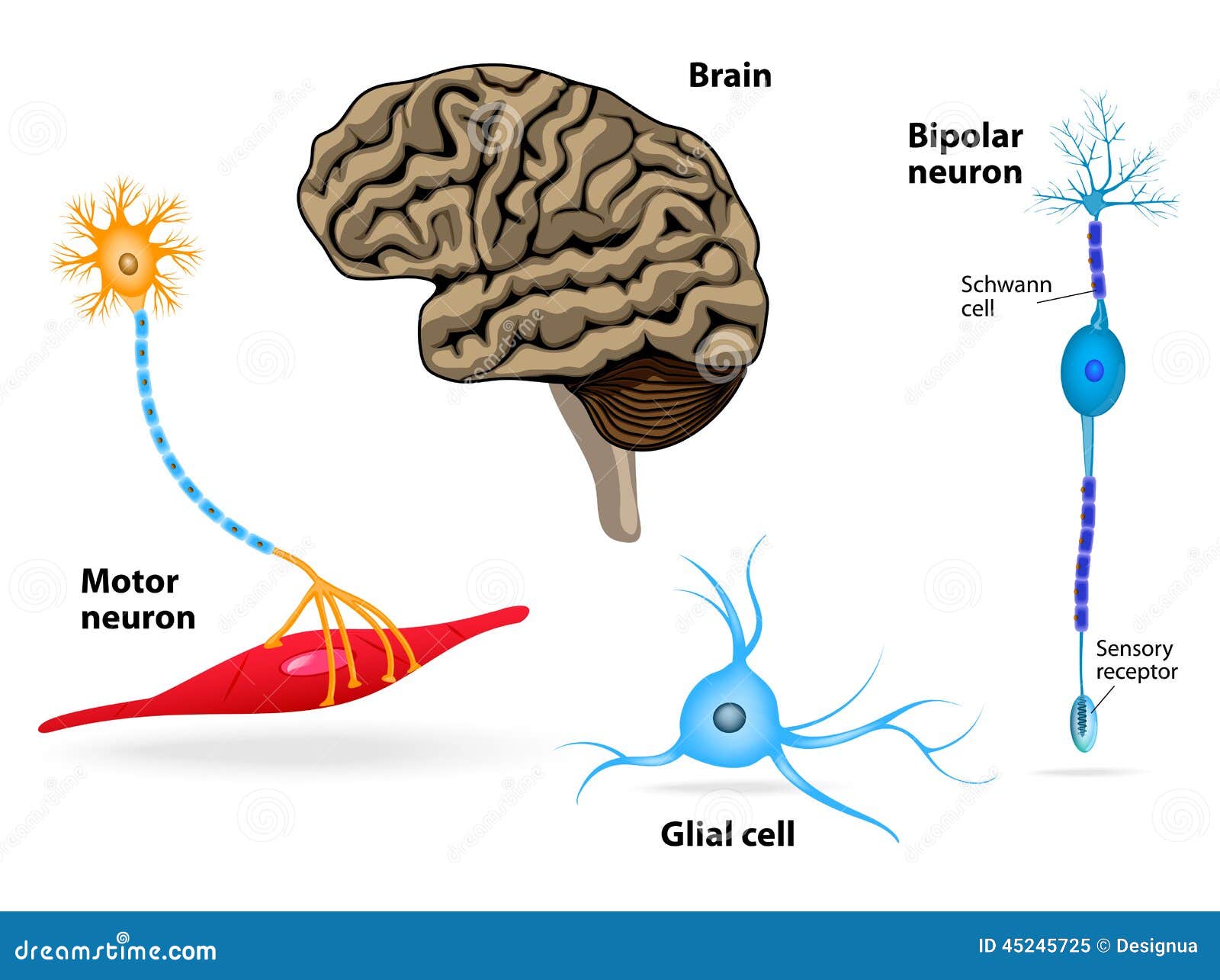 Nervensystem Menschliche Anatomie Vektor Abbildung - Illustration von ...