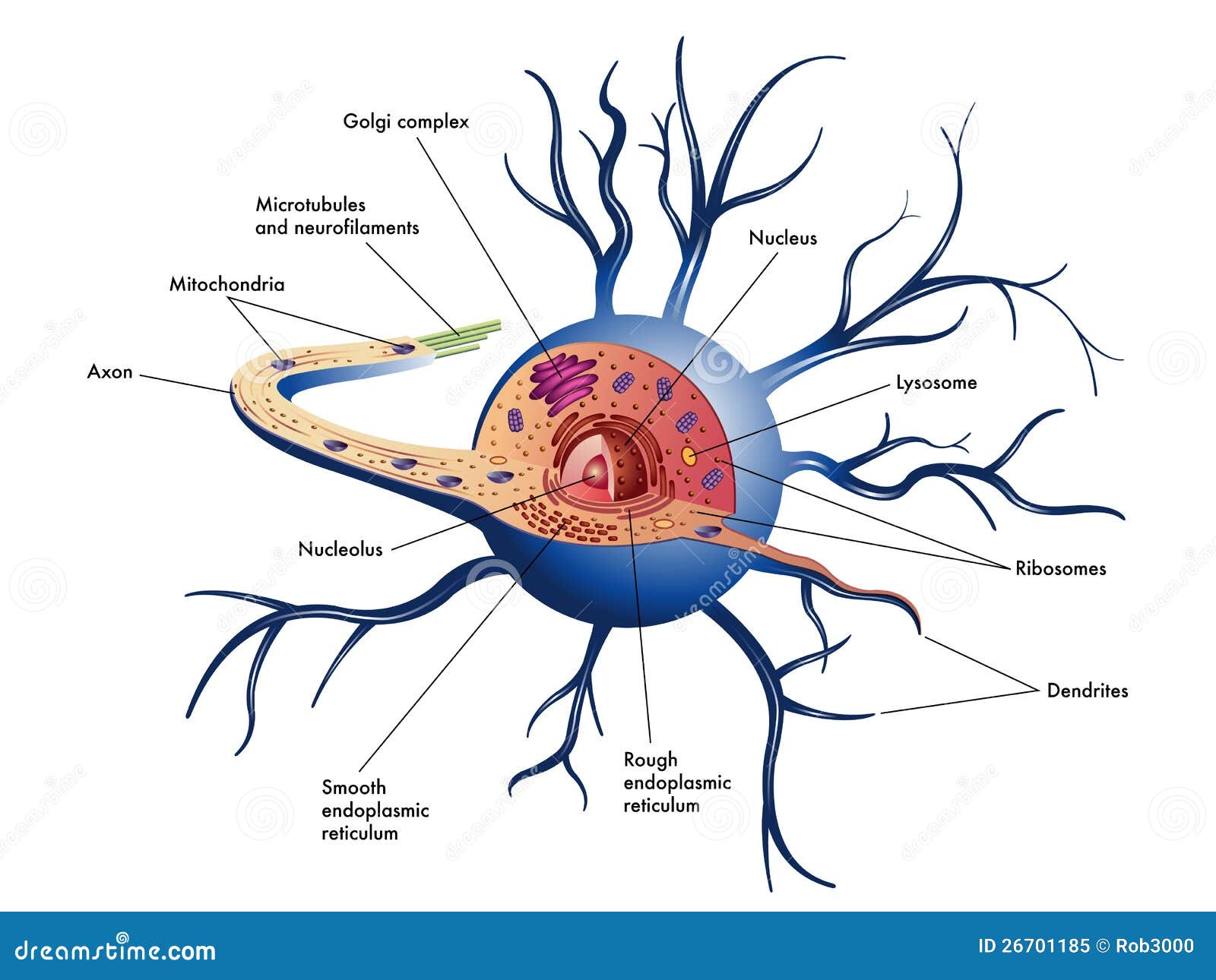 Nervenzelle vektor abbildung. Bild von zelle, neurotransmittere - 26701185