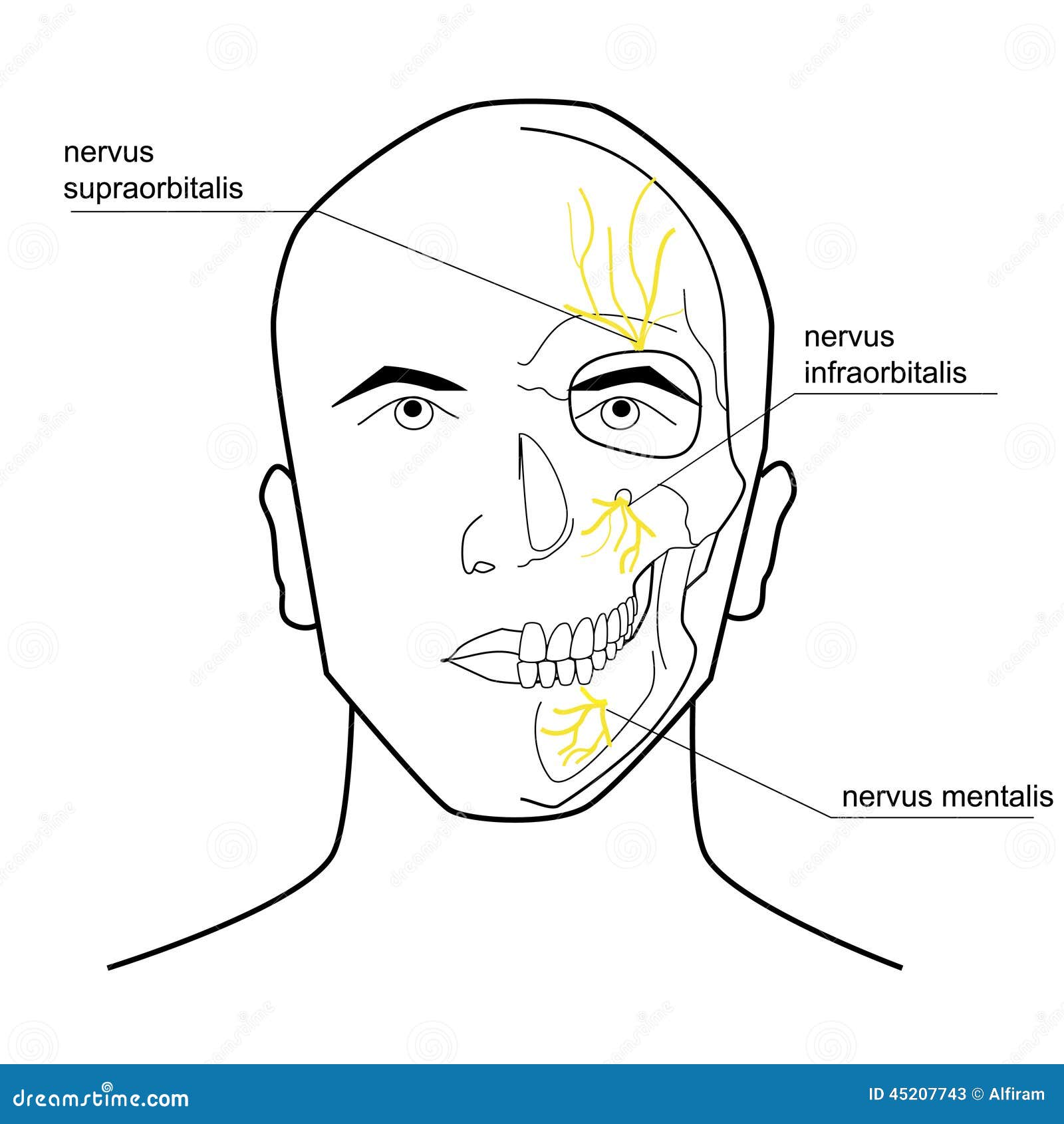 Nerver av huvudet vektor illustrationer. Illustration av ...