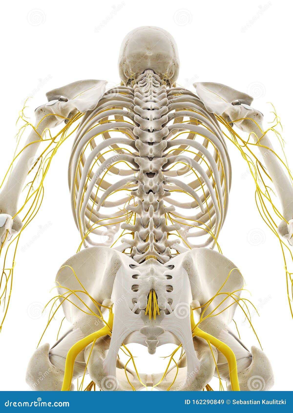 The nerves of the back stock illustration. Illustration of bones ...