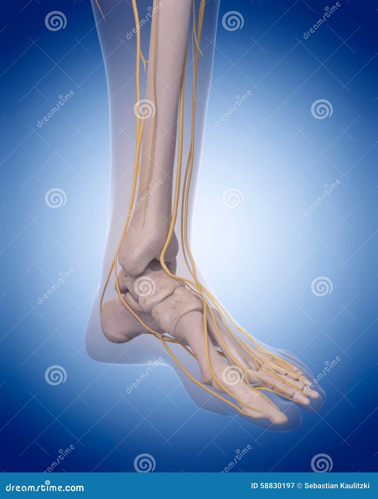 Nerves of the foot stock illustration. Illustration of rendering - 58830197