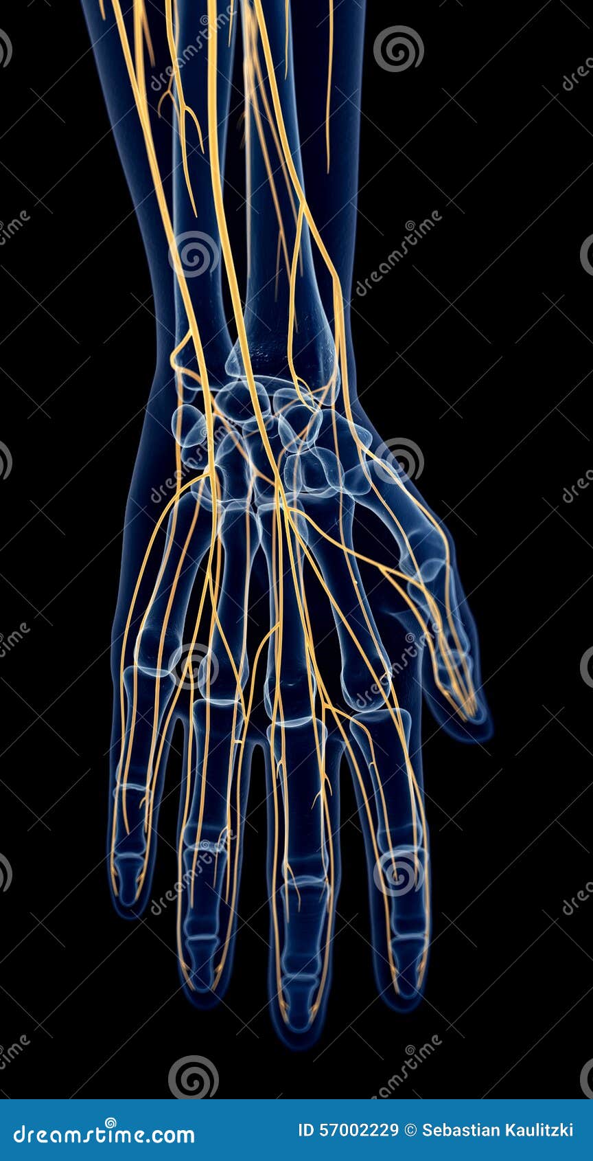 The nerves of the hand stock illustration. Illustration of medical ...