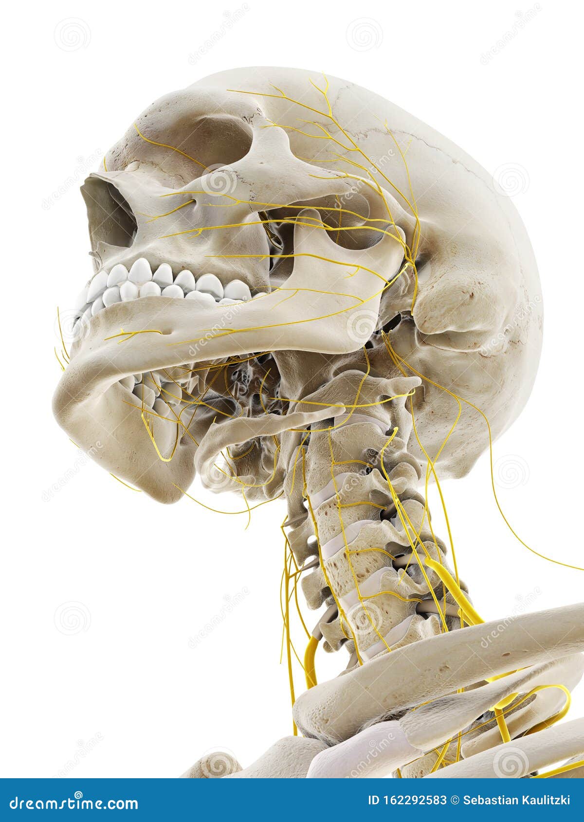 The Nerves Of The Head Royalty-Free Cartoon | CartoonDealer.com #162292418