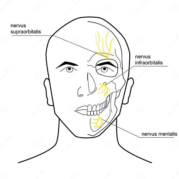 Nerves of the head. stock vector. Illustration of science - 45207743