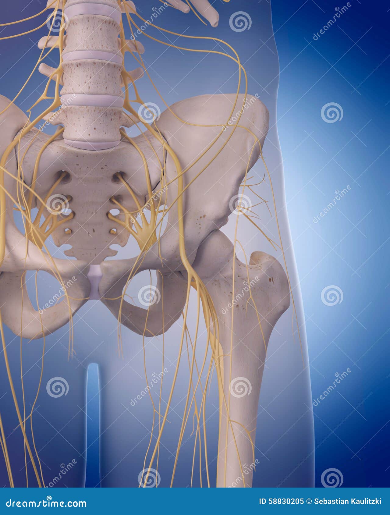 Nerves of the hip stock illustration. Illustration of anatomy - 58830205