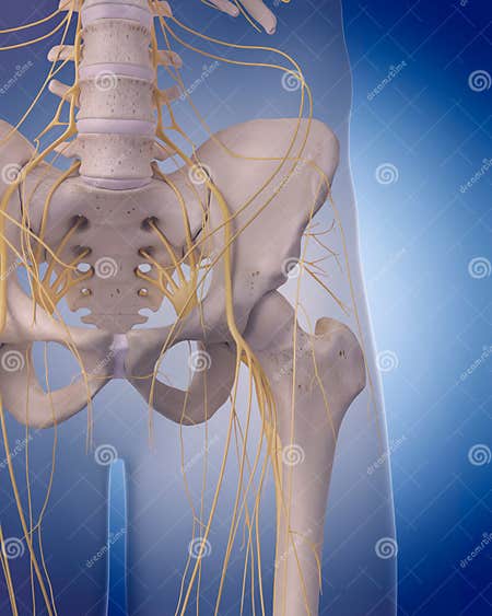 Nerves of the hip stock illustration. Illustration of anatomy - 58830205
