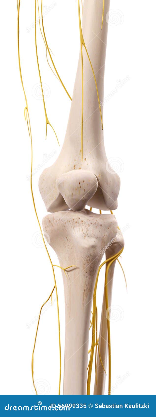 The nerves of the knee stock illustration. Illustration of joint - 56999335