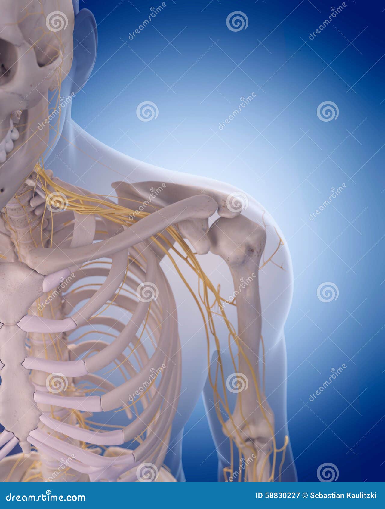 Nerves of the shoulder stock illustration. Illustration of nervous ...