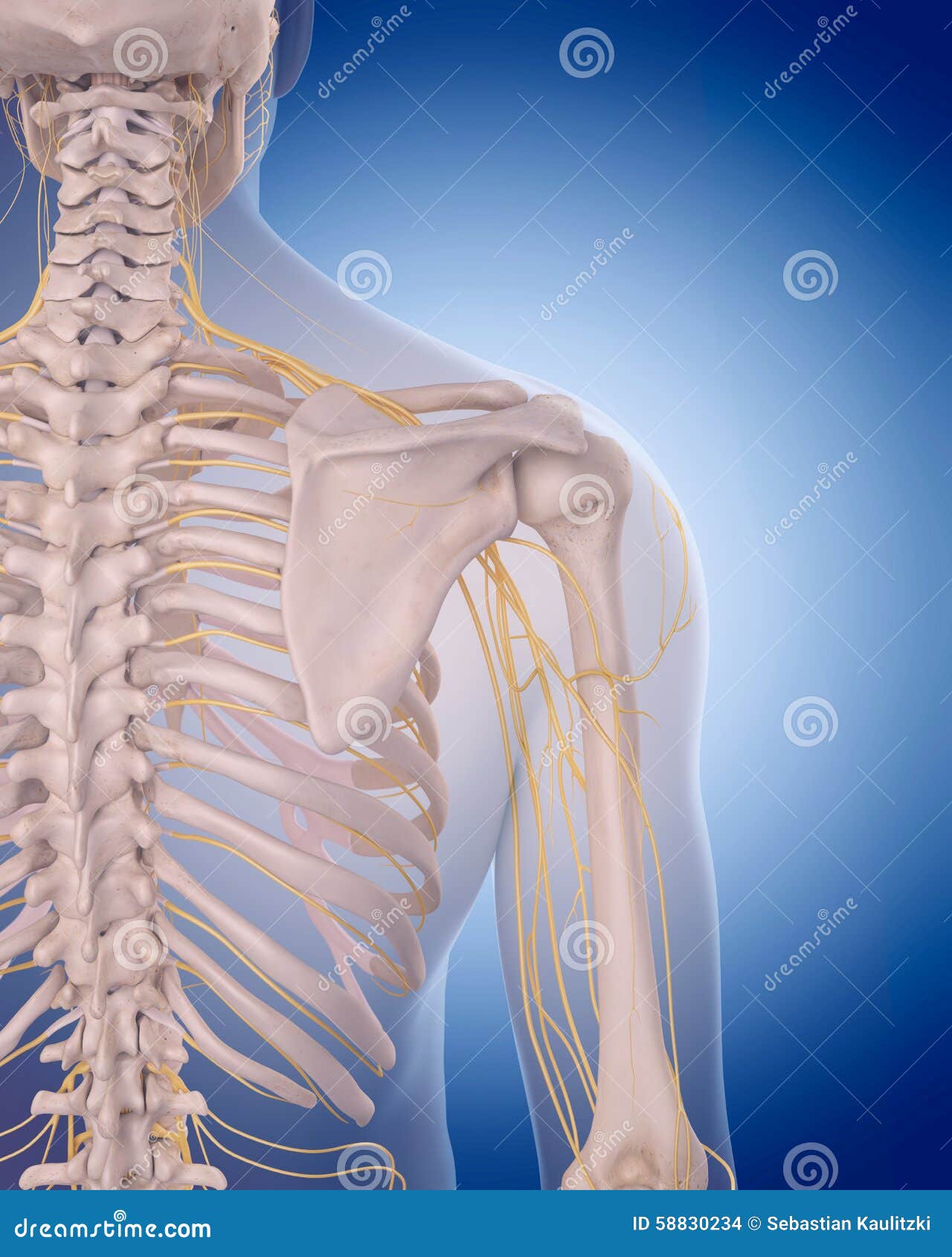 Ribs With Nerves Posterior View Stock Photography | CartoonDealer.com ...