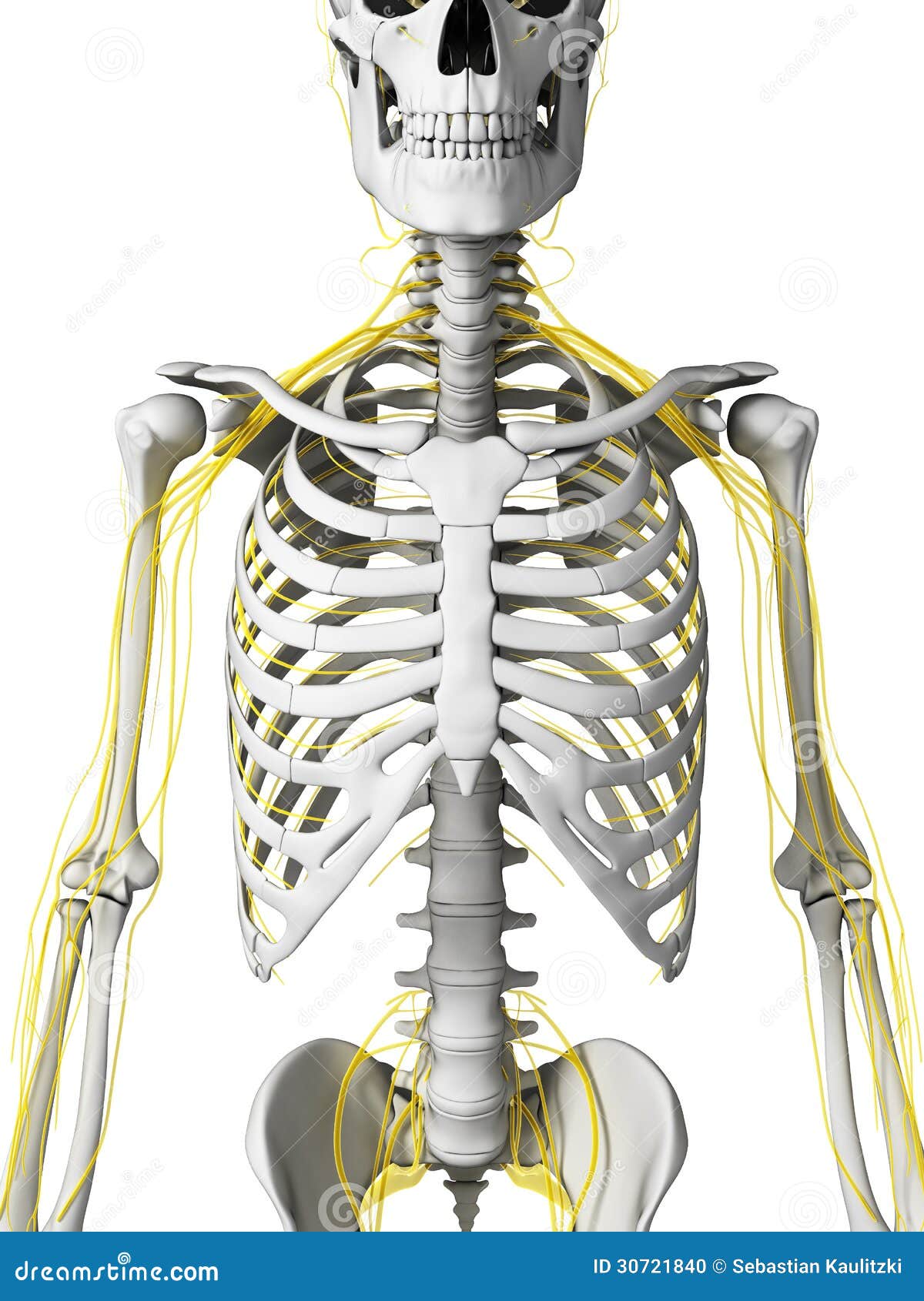 Nerves and skeleton stock illustration. Illustration of physiology ...
