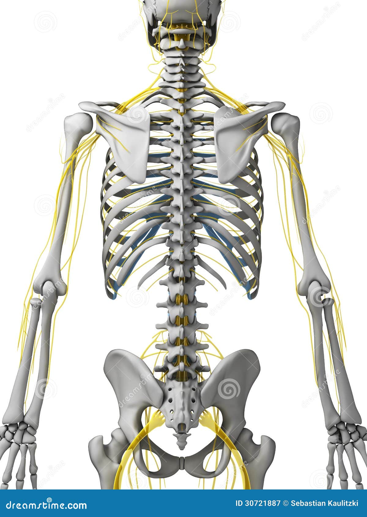 Nerves and skeleton stock illustration. Illustration of health - 30721887