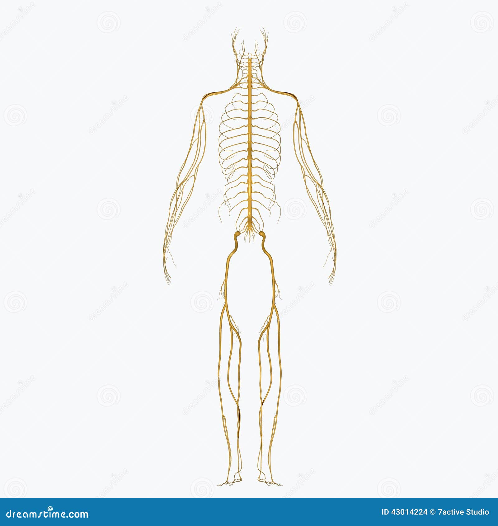 Nervi illustrazione di stock. Illustrazione di anatomia - 43014224