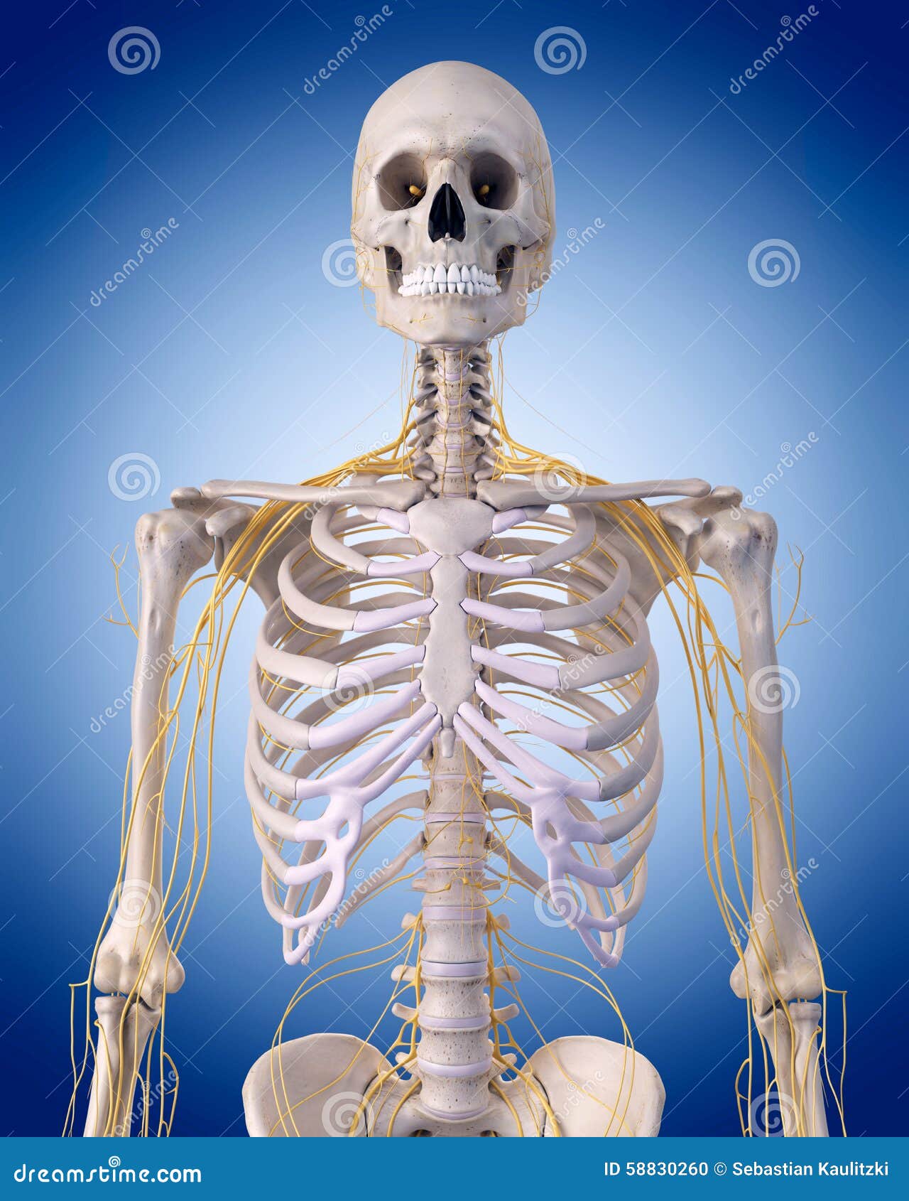 Nervi del corpo superiore illustrazione di stock. Illustrazione di ...