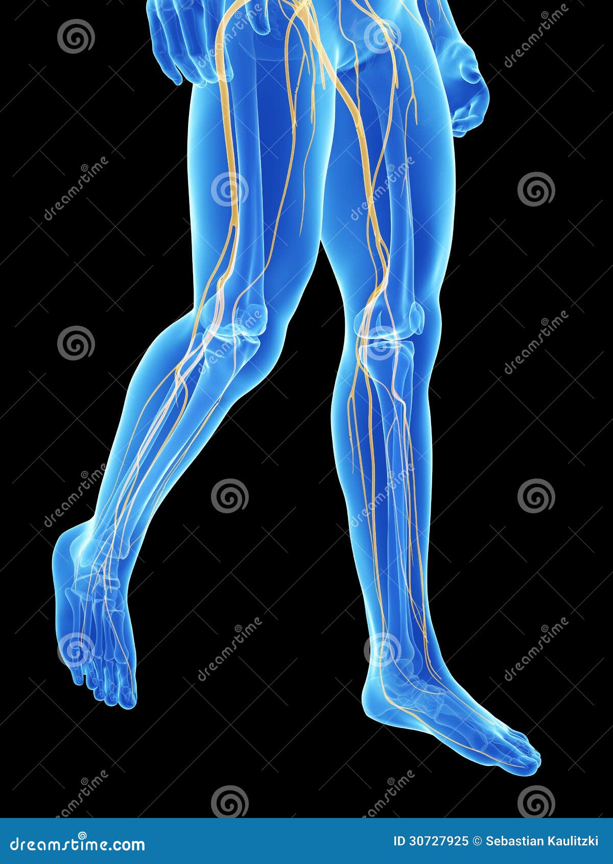 Nervi delle gambe illustrazione di stock. Illustrazione di medicina ...