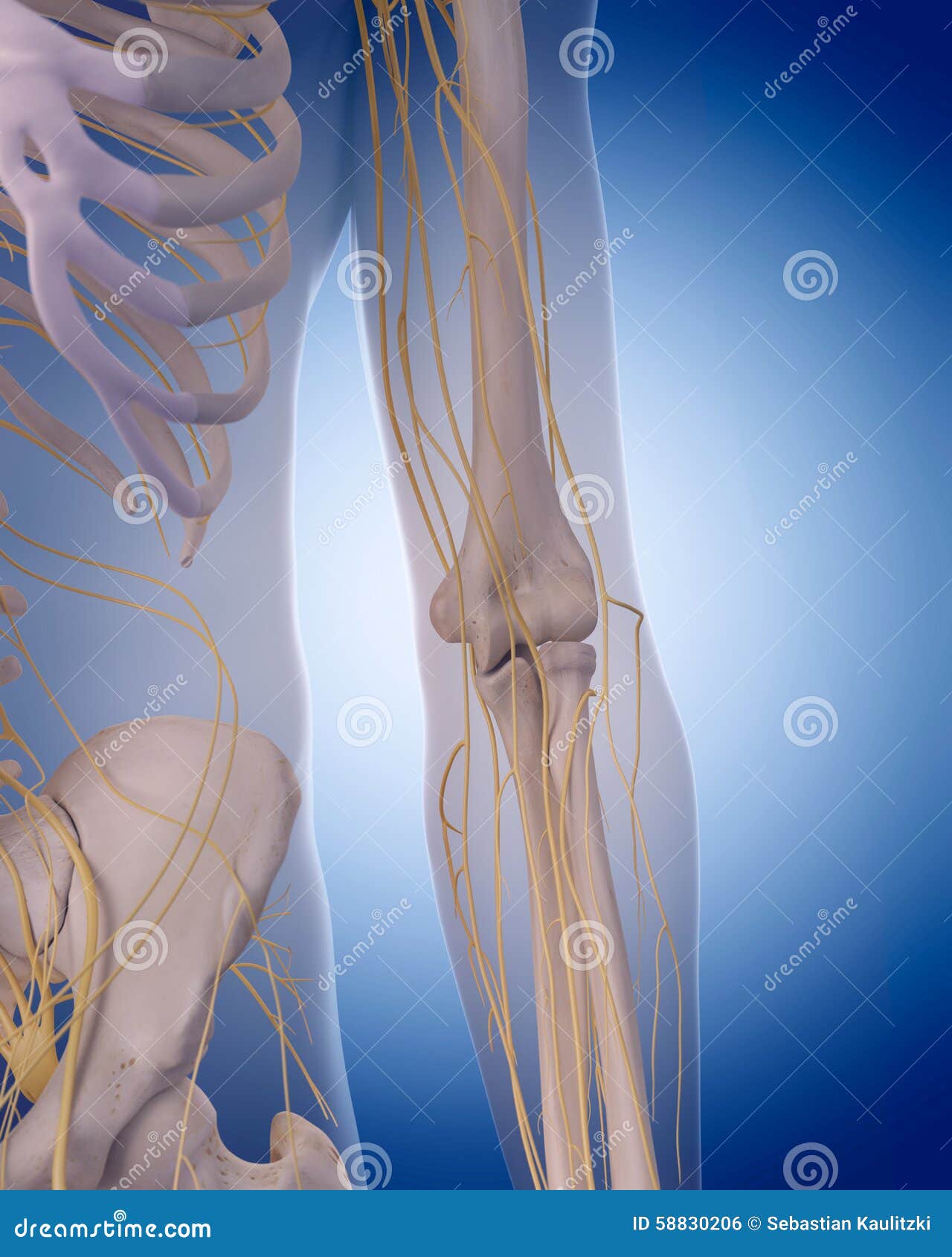 Nervios Del Brazo Stock de ilustración - Imagen: 58830206