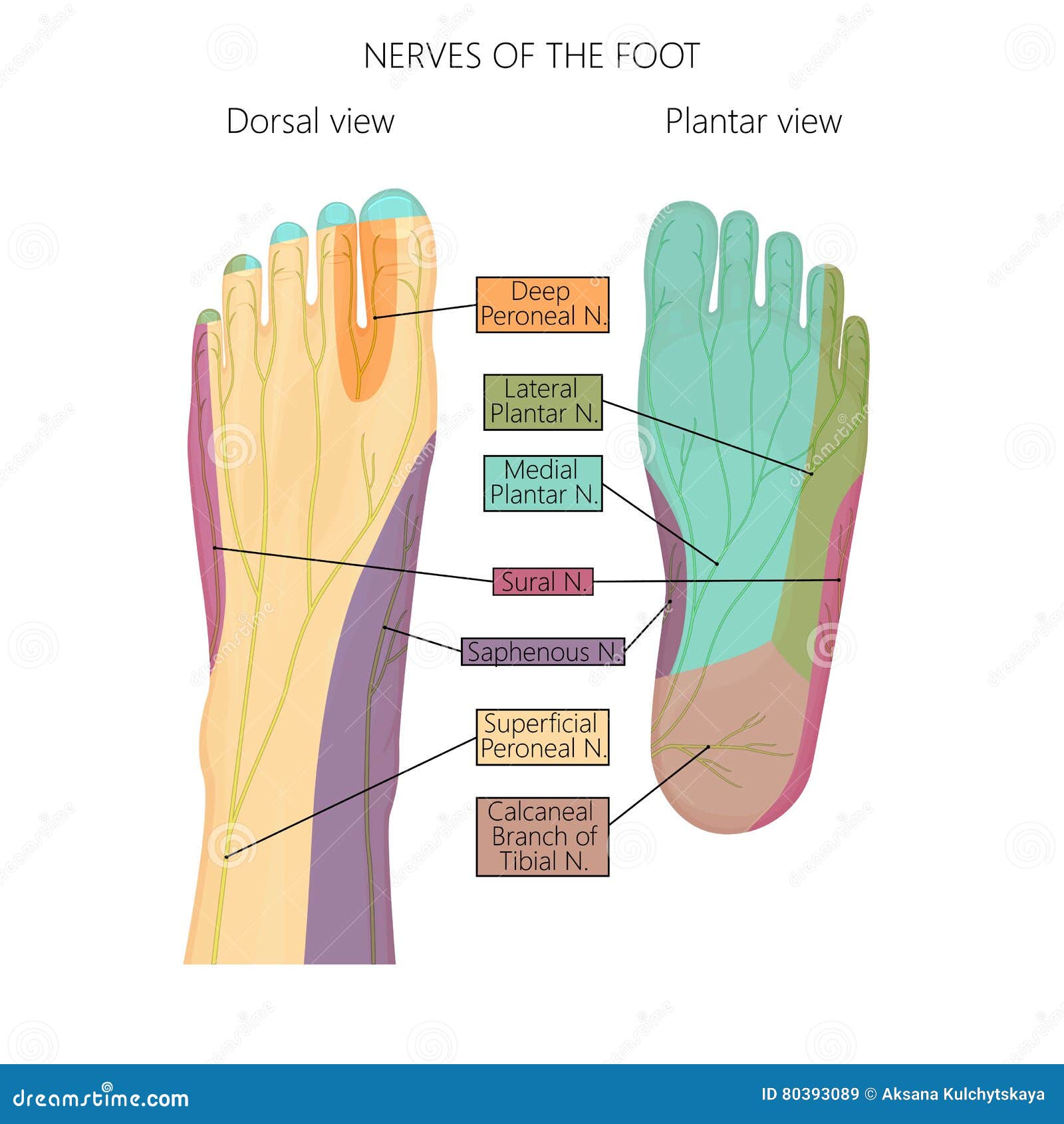 Anatomia Do Pé Nervos - BRAINCP